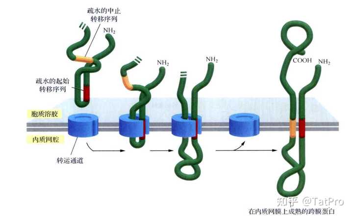 细胞是如何将蛋白质以正确的方向镶嵌到细胞膜上的？ - 知乎
