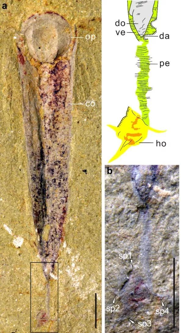 已经灭绝的软舌螺类（Hyolitha）和原腔动物（Procoelomata）属于触手冠动物吗？ - 知乎