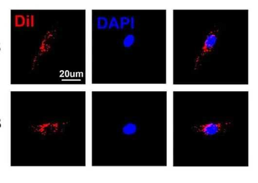 DiI、DiO、DiD、DiR 这些亲脂性细胞膜染料分别用于什么实验？ - 知乎