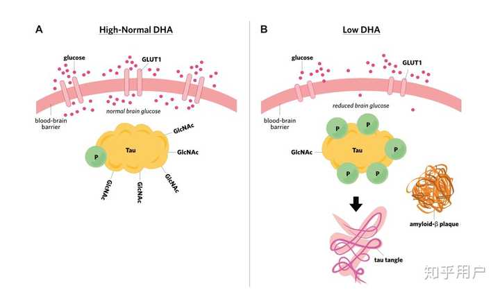 什么是「DHA」，主要有什么功能和作用？ - 知乎