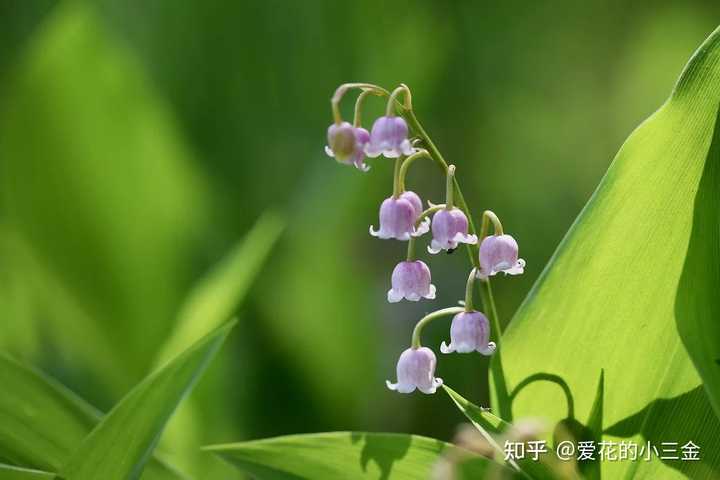 铃兰、风铃草、风铃花的区别是什么？ 知乎 4903