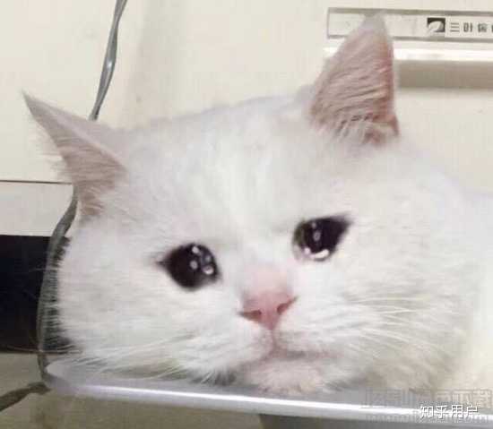 有没有哭泣猫的表情包? 知乎