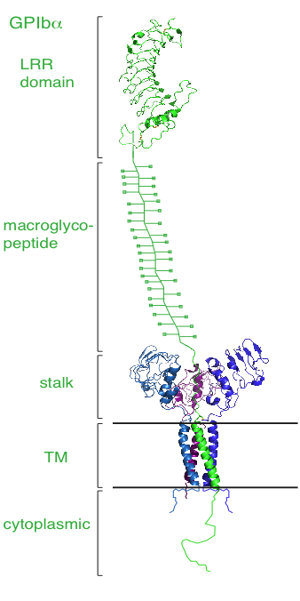 《工作细胞》中血小板拿的GP1B究竟是什么东西？有什么作用？ - 知乎
