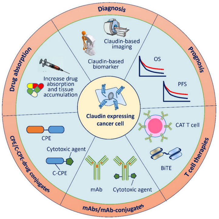 什么是Claudin家族？ - 知乎