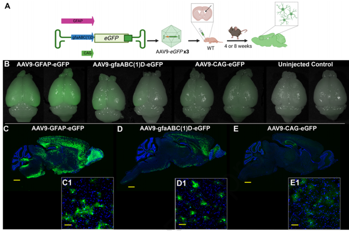 AAV血清型有哪些？怎么选？ - 知乎