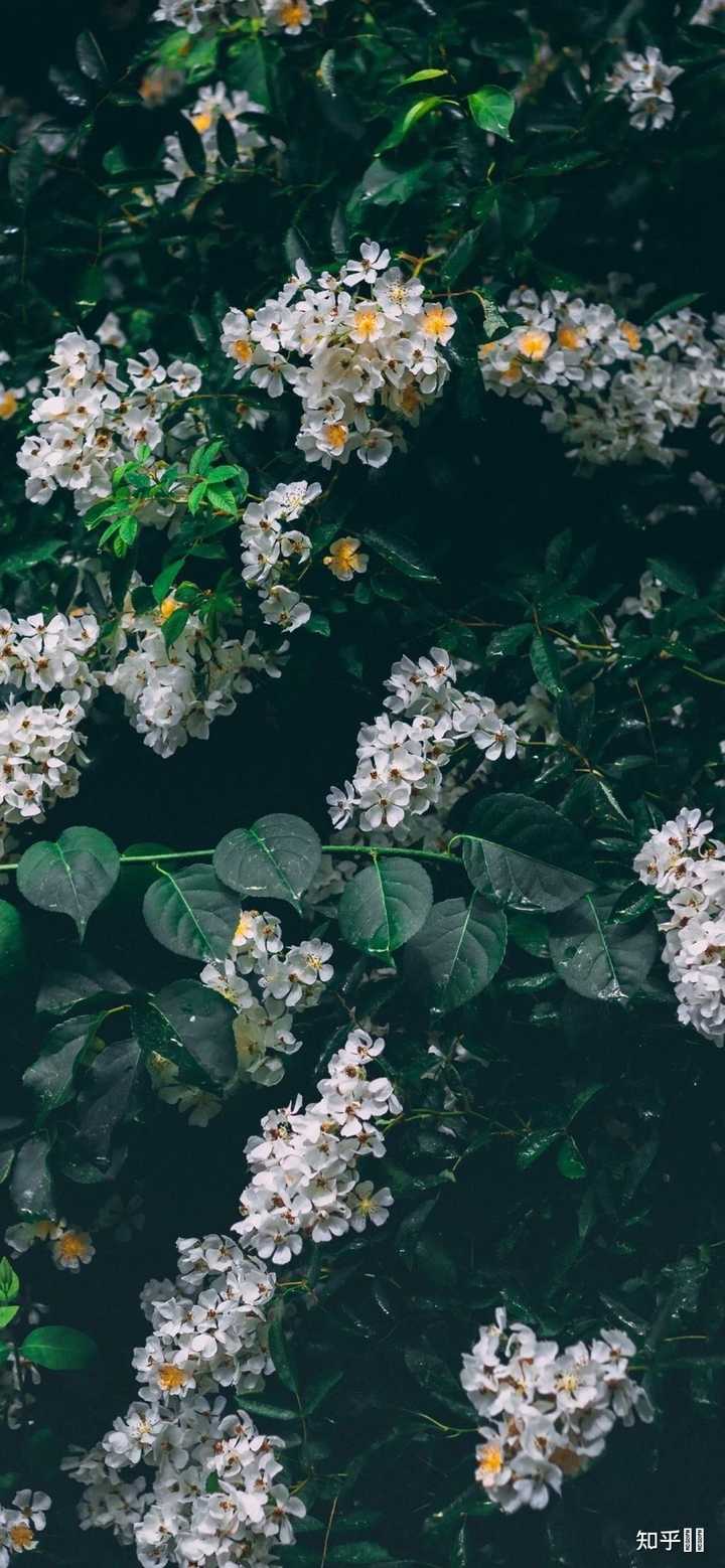 有哪些极富美感的绿色系壁纸？ - 知乎