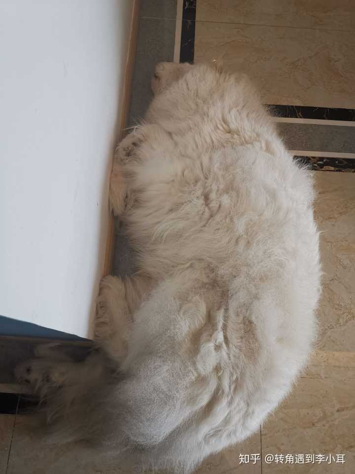 养一只大白熊犬是怎样一种体验? 知乎
