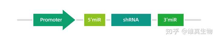 如何实现基因在肾脏组织的特异性敲低？ - 知乎