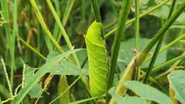 豆丹多少钱？哪些地方有卖，怎么吃? - 知乎