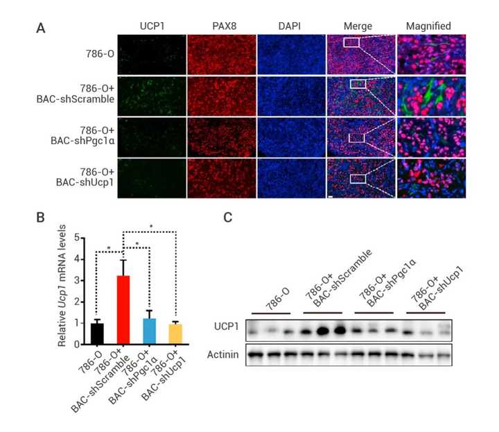 多重荧光免疫组化技术 (mIHC) 的原理什么，与 IHC 和 IF 有何区别？ - 知乎