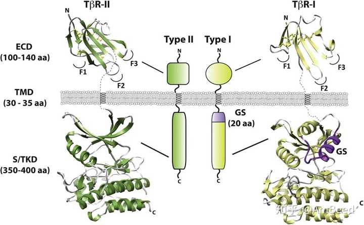 TGF-β到底有几个？ - 知乎