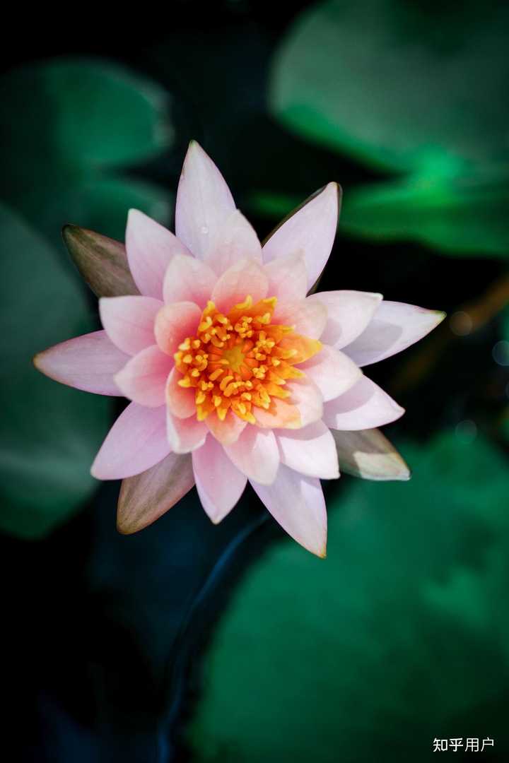 富士Xt5和索尼A7c2怎么选? - 知乎