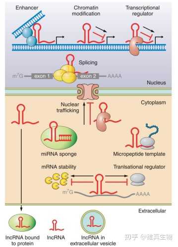 什么是lncRNA？ - 知乎