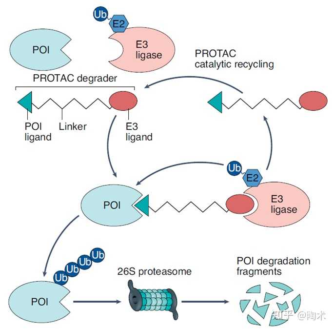 什么是分子胶，和PROTAC有什么区别？靶向蛋白降解剂的原理及开发？ - 知乎
