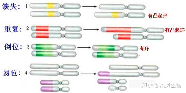 基因突变、基因重组、染色体变异的区别? 知乎