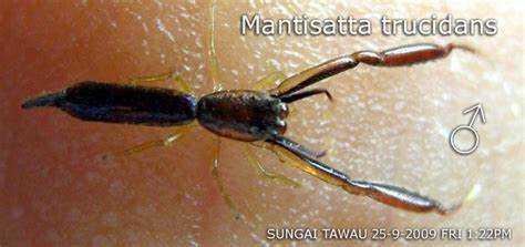 像蜘蛛又不像蜘蛛，想知道这是什么虫子？ - 知乎