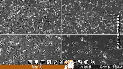 GC-1 spg和GC-2 spd区别？ - 知乎