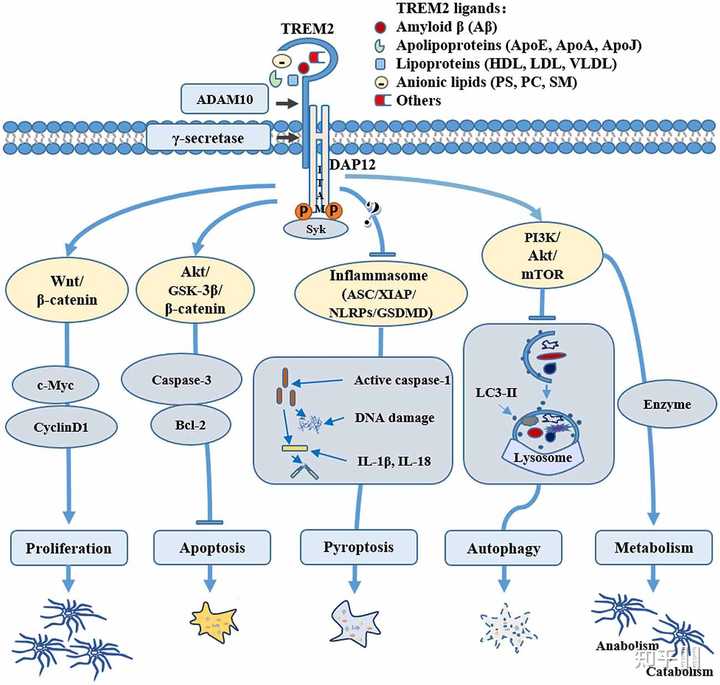 什么是髓系细胞触发受体2 (TREM2)？ - 知乎