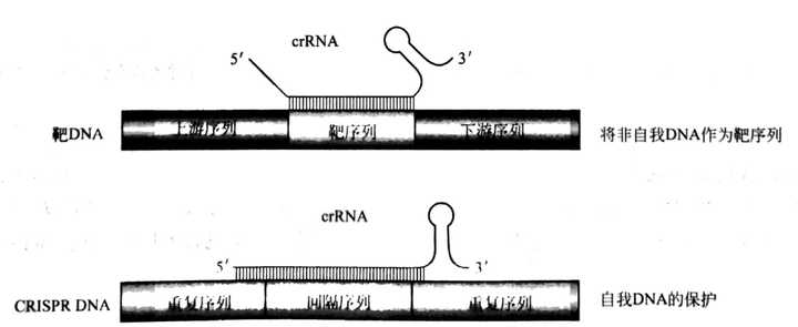请问CRISPR/Cas9的整体原理是什么？ - 知乎