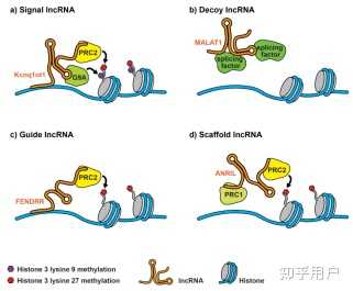 什么是lncRNA？ - 知乎