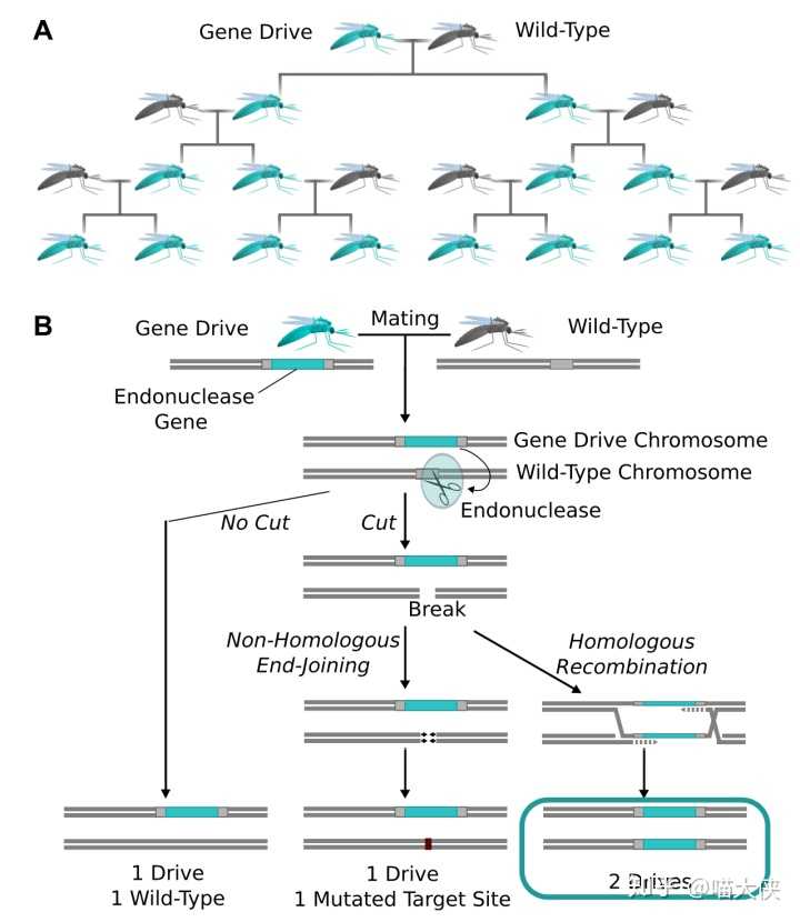 「基因驱动技术」是什么? - 知乎