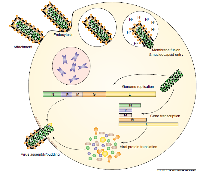 水疱型口炎病毒（VSV）是什么？怎么应用？ - 知乎