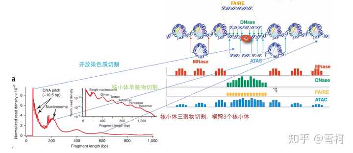 什么是「ATAC-seq 技术」？现在用于哪些生物学研究？ - 知乎