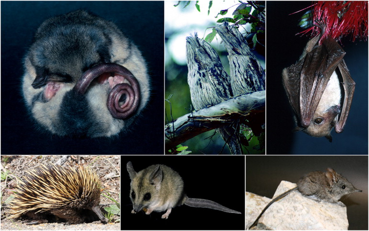 动物冬眠长期不进食，靠什么维持体温？人类可以效仿吗？ - 知乎