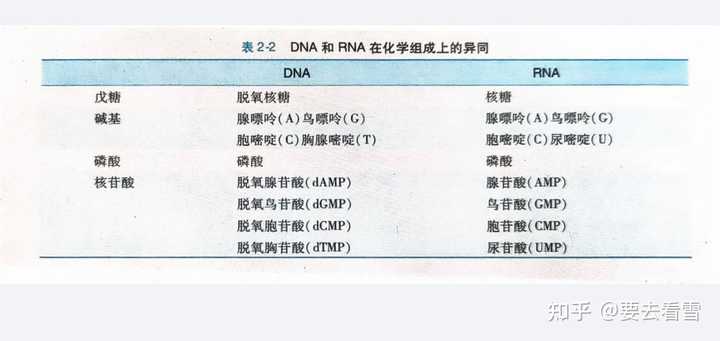DNA和RNA 有什么关系？ - 知乎