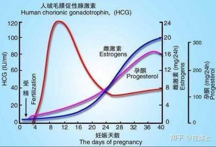 HCG检查有什么意义？ - 知乎