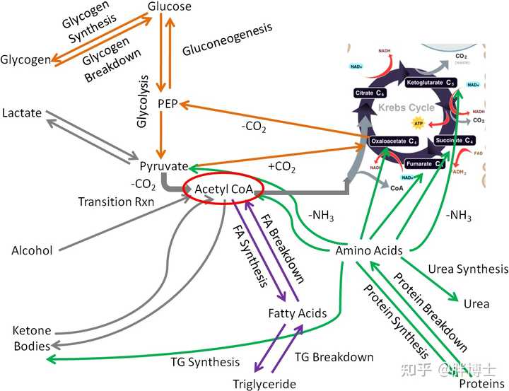 b5在护肤品中的作用是啥？ - 知乎