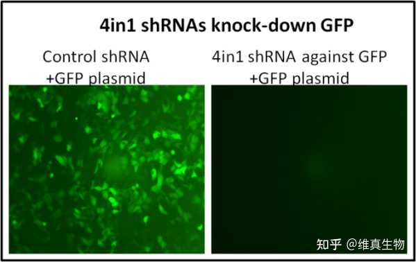 RNAi实验中siRNA设计原则是什么？ - 知乎