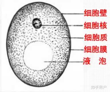 在普通光学显微镜下观察酵母菌可以看到那些结构？ - 知乎