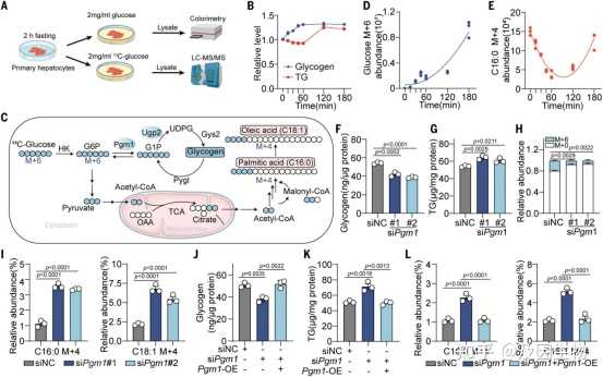 肝脏储存能量时先合成糖原还是先合成脂肪？ - 知乎