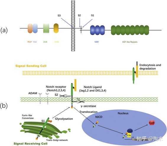 什么是 Notch 信号通路？ - 知乎