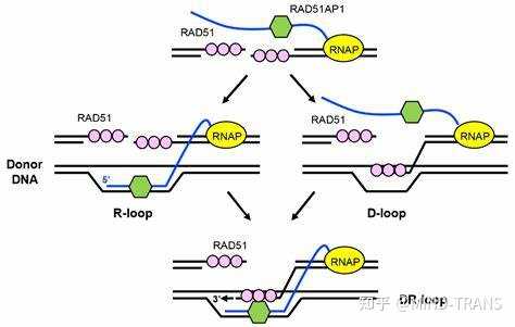 Red/ET 同源重组技术(Red/ET recombineering)是被怎么发现的？? - 知乎