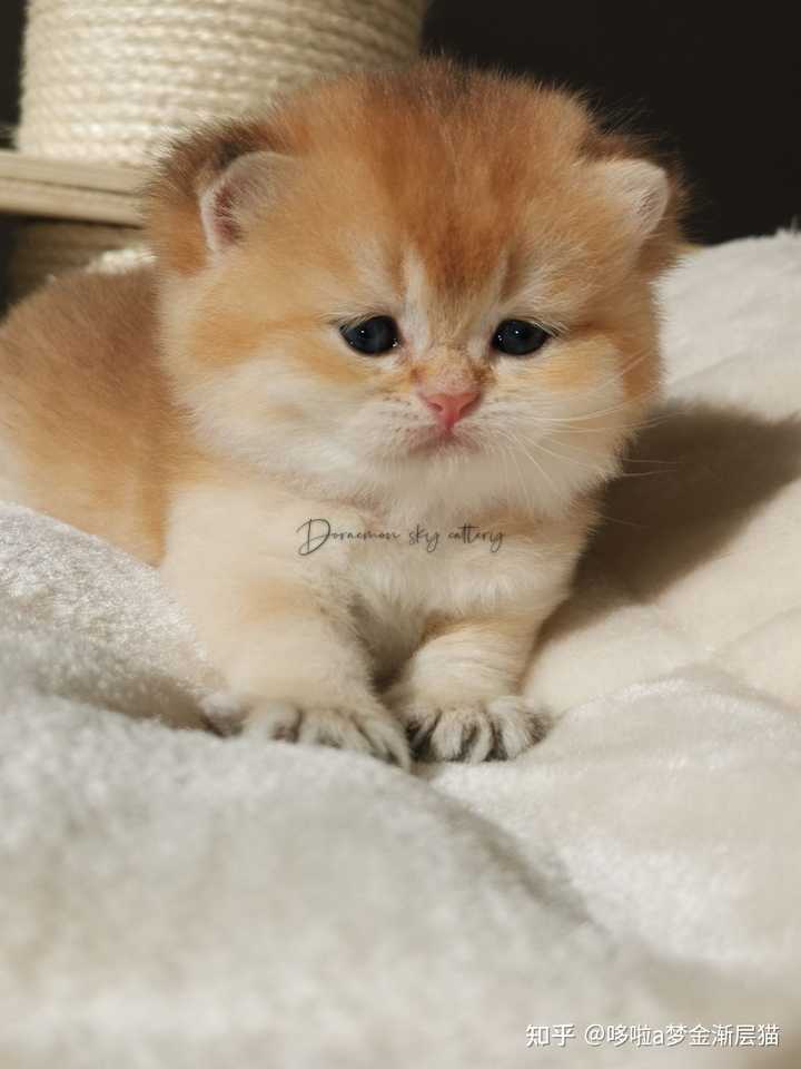 新手如何鉴别金渐层色号NY25、NY11、NY12的区别? - 知乎