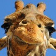 Informer详解-ProbSparse Attention介绍和代码实现 - 知乎