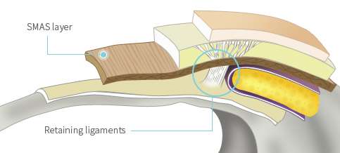 Dr.高 的想法: 面部皮肤5层结构中，第3层是SMAS浅表肌肉… - 知乎