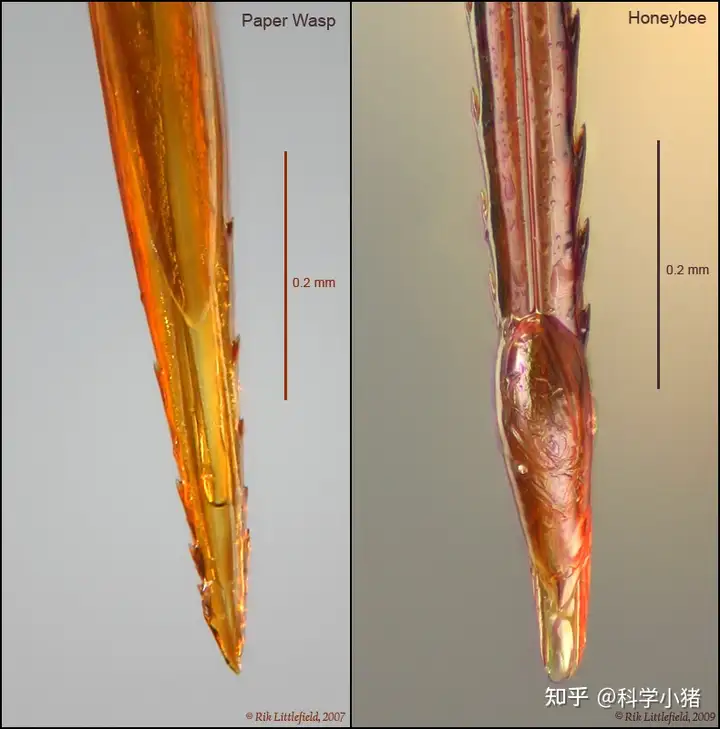 马蜂蜇人后，马蜂会死掉么？ - 知乎