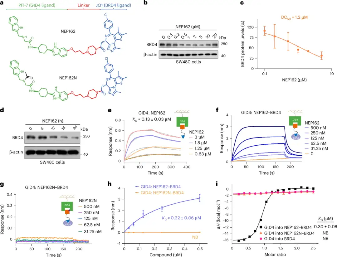 中国科学家Nature子刊：PROTAC“迎来”全新E3连接酶