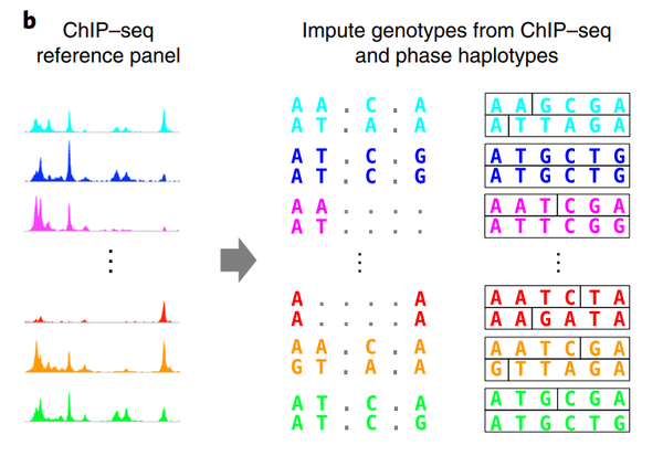橙子牛奶糖 的想法: ChIP–seq也可以进行genotype calling。… - 知乎