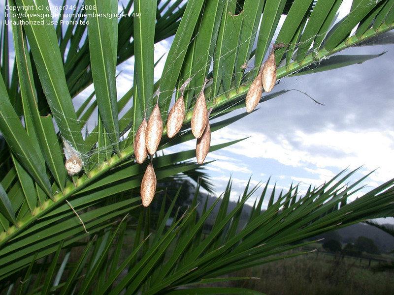 撩妹的蛾子哟，吃我一锤（园蛛科 Araneidae 乳突蛛族 Mastophoreae） - 知乎