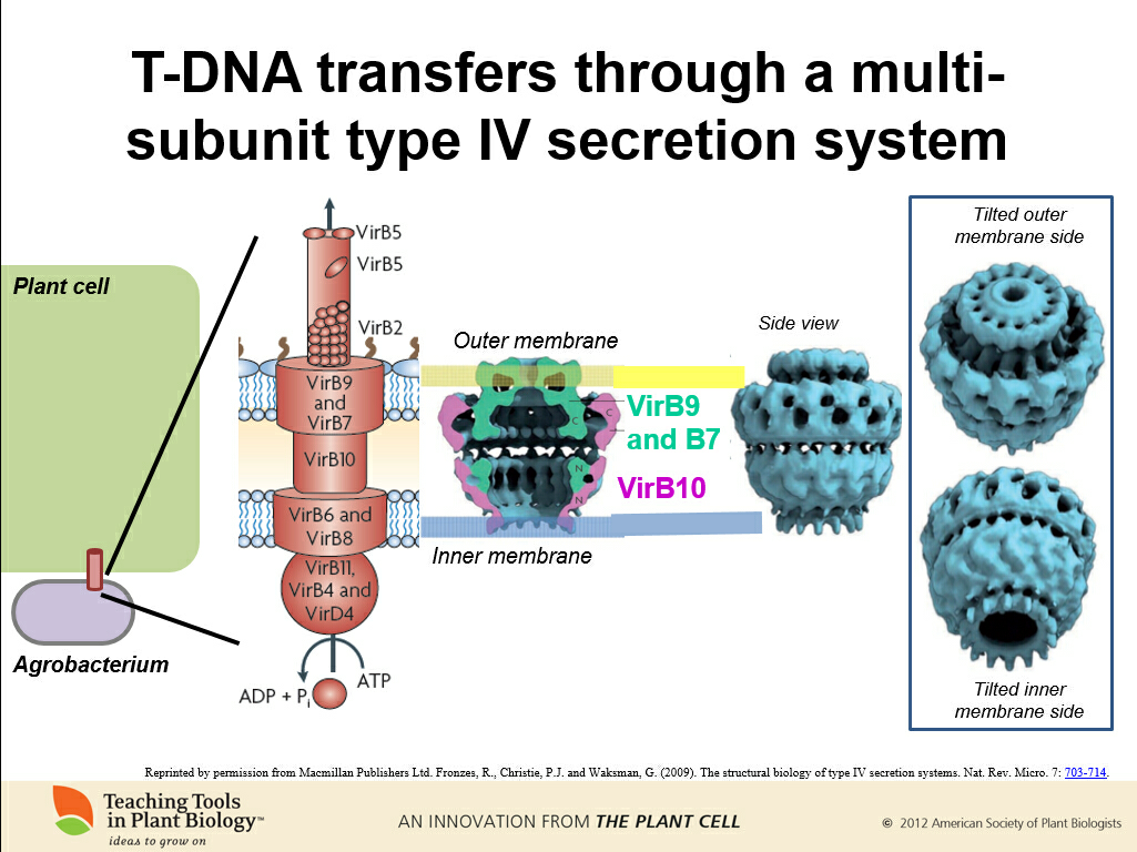 农杆菌转化法中，Ti质粒中的T-DNA是如何插入目标染色体的DNA中的？ - 知乎