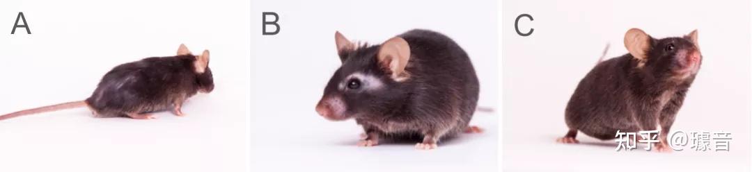 老化和衰老研究中的动物模型｜老龄鼠系列 - 知乎