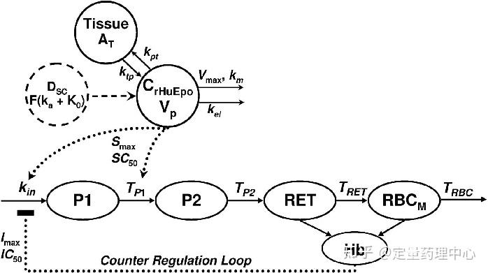PKPD模型-基于机制的药代动力学/药效学（PK/PD）模型预测人体药效 - 知乎