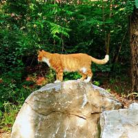 最优解映射的（上半）连续性：Berge's Maximum Theorem - 知乎