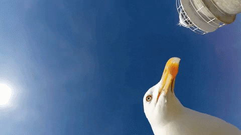 宠物用品品牌 Bird Buddy：仅一天时间就众筹超160万刀 - 知乎