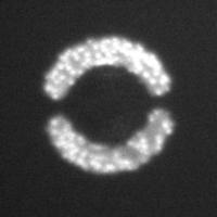 ImageJ实用技巧——图像自动配准(插件篇) - 知乎