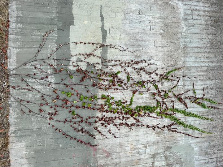 八、CVPR or SIGGRAPH? - 知乎